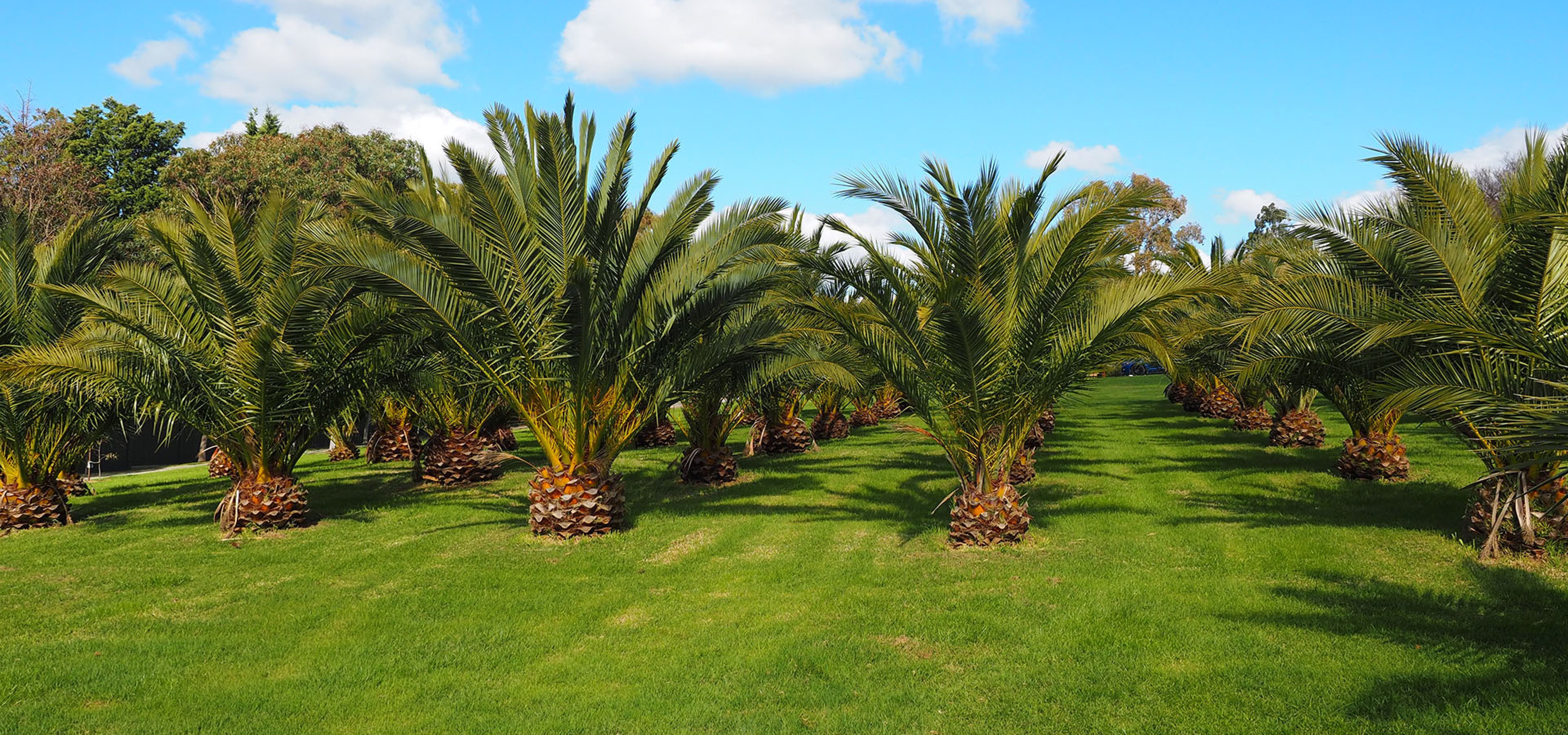 Palmi Tropicana – Екзотични и декоративни растения за стилно озеленяване